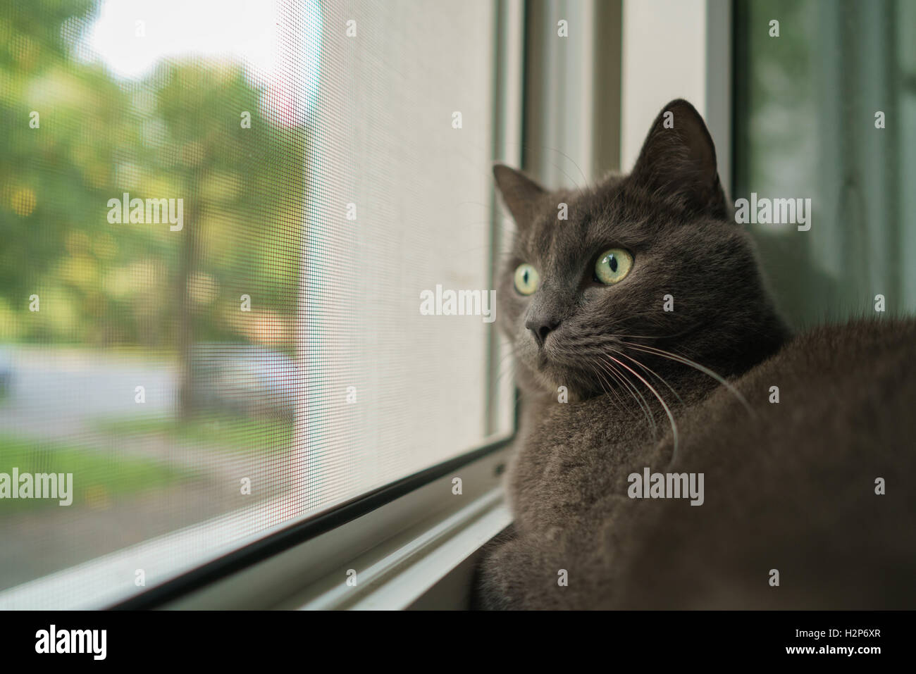 Grey cat on white hi-res stock photography and images - Alamy