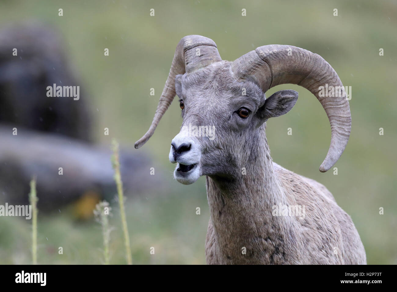 Bighorn Sheep Glacier National Park Montana USA Stock Photo - Alamy