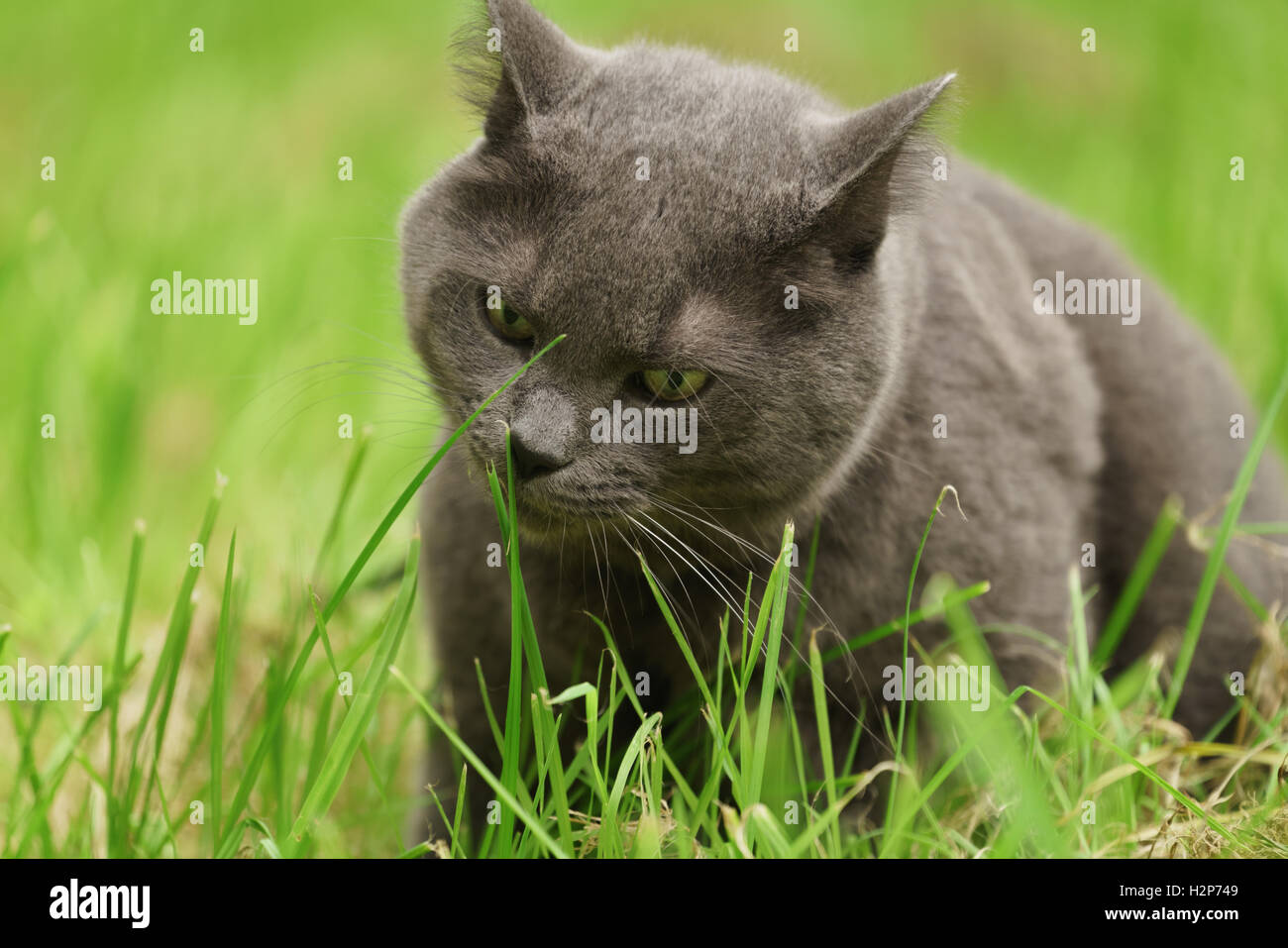 Eat big cat hi-res stock photography and images - Alamy