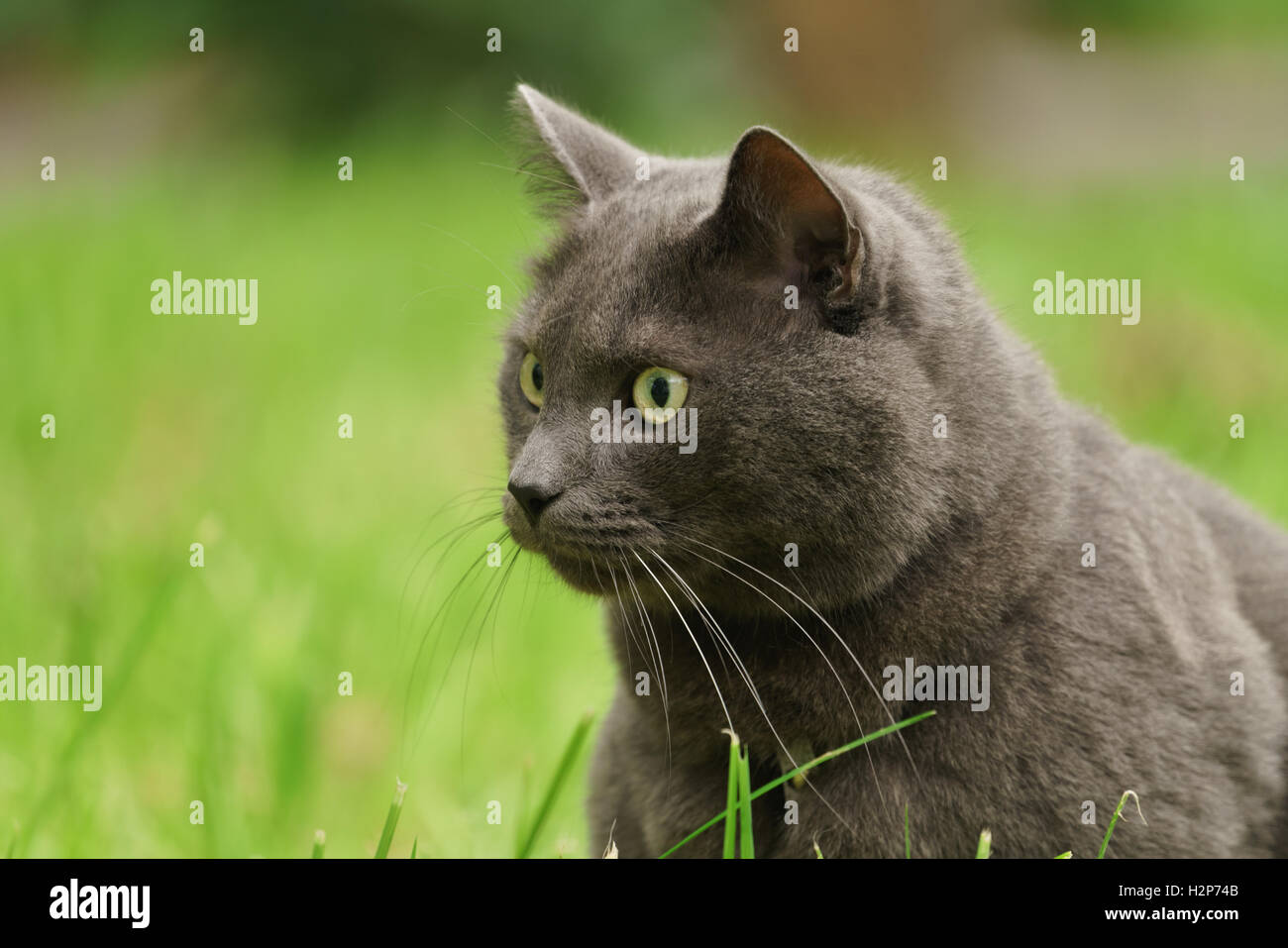big gray cat portrait in the grass Stock Photo - Alamy