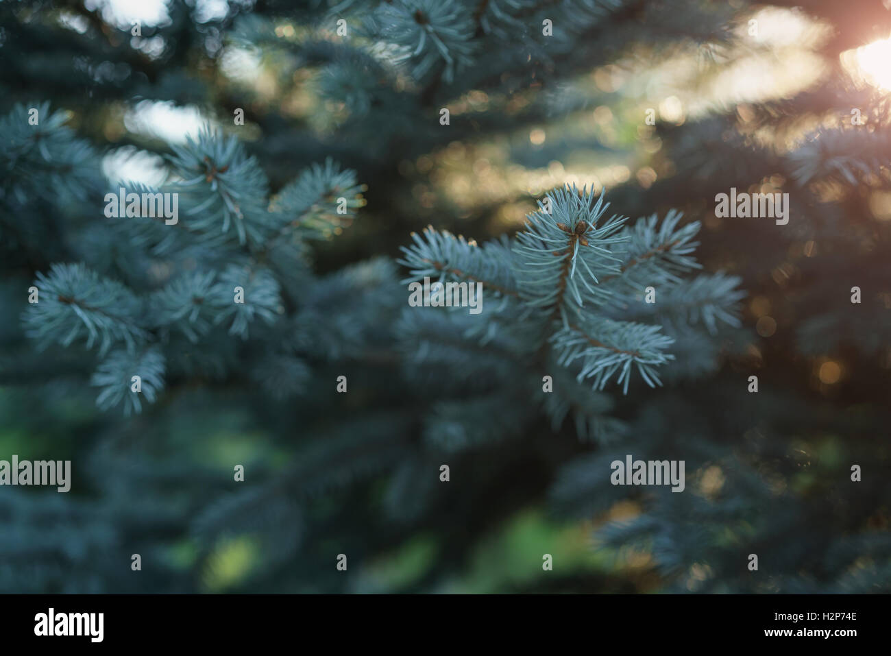 small blue fir tree backlit by sunset light Stock Photo - Alamy