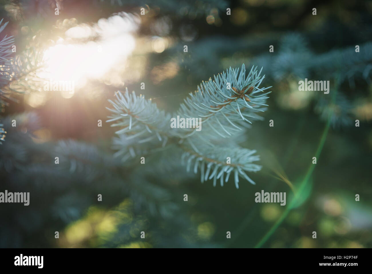 small blue fir tree backlit by sunset light Stock Photo - Alamy