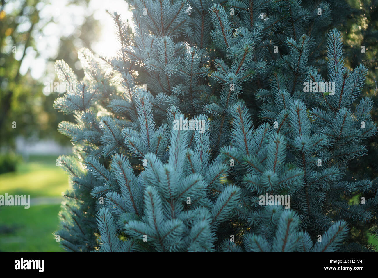Blue light leak hi-res stock photography and images - Alamy