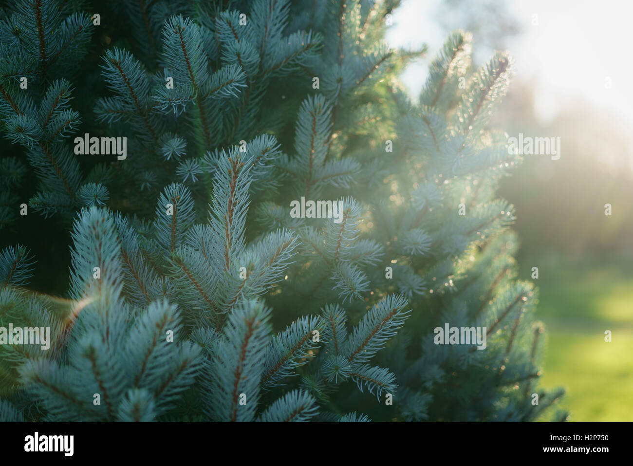 small blue fir tree backlit by sunset sun Stock Photo - Alamy