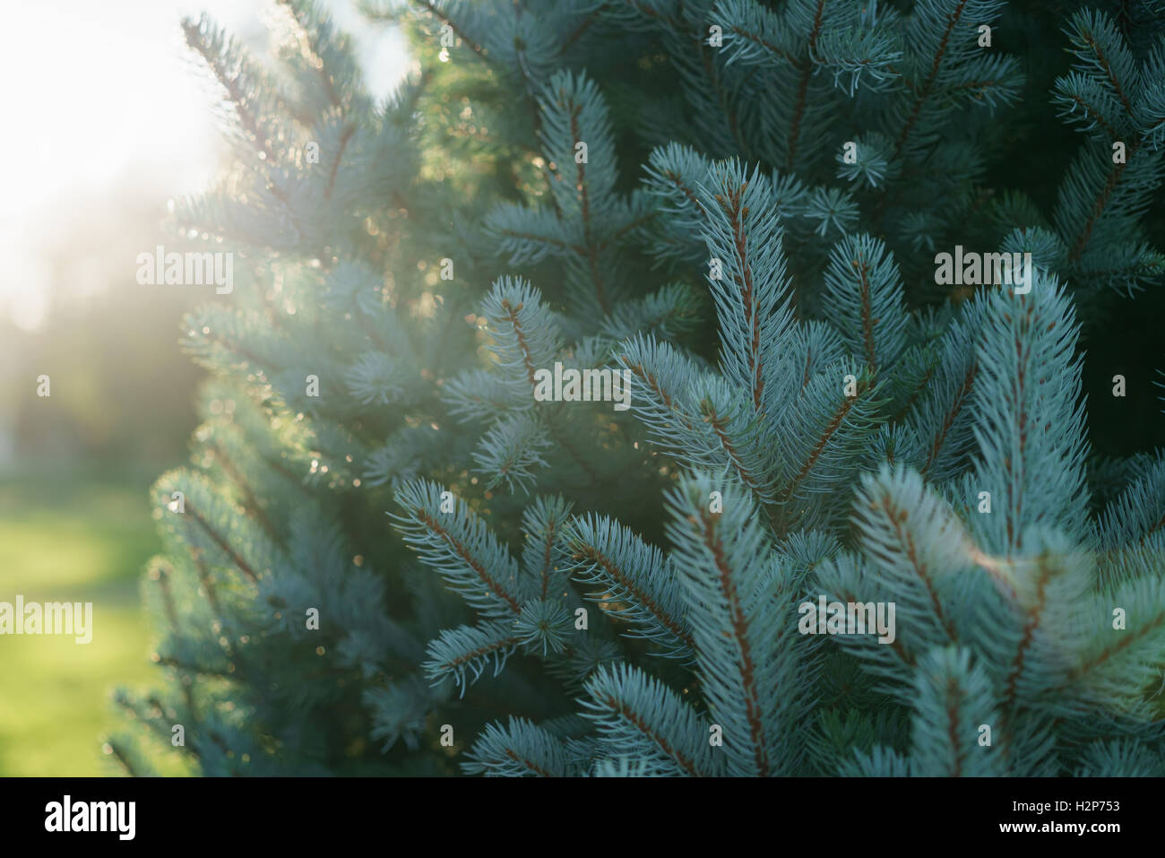 small blue fir tree backlit by sunset sun Stock Photo - Alamy