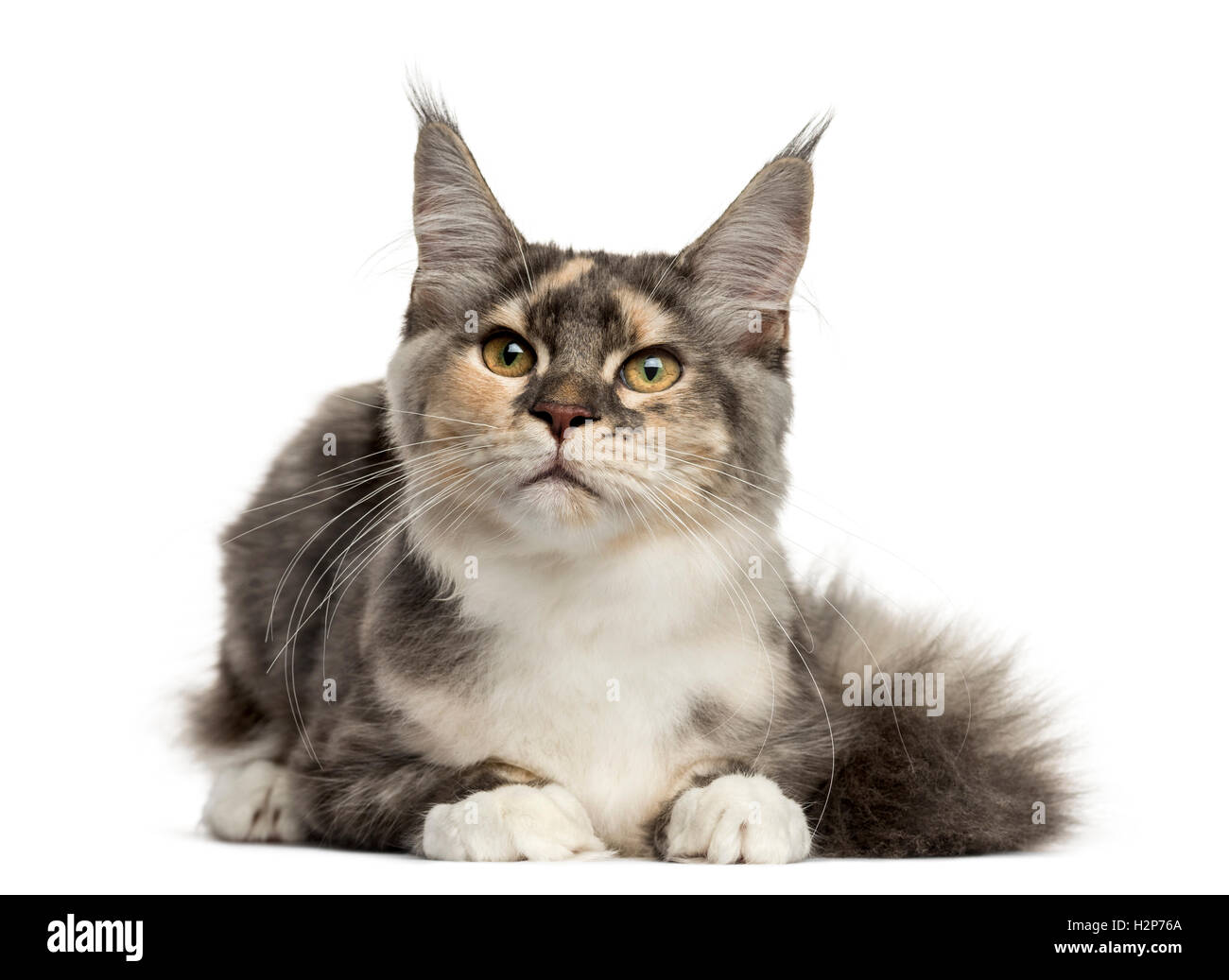 Front view of a Maine Coon cat lying down isolated on white Stock Photo ...