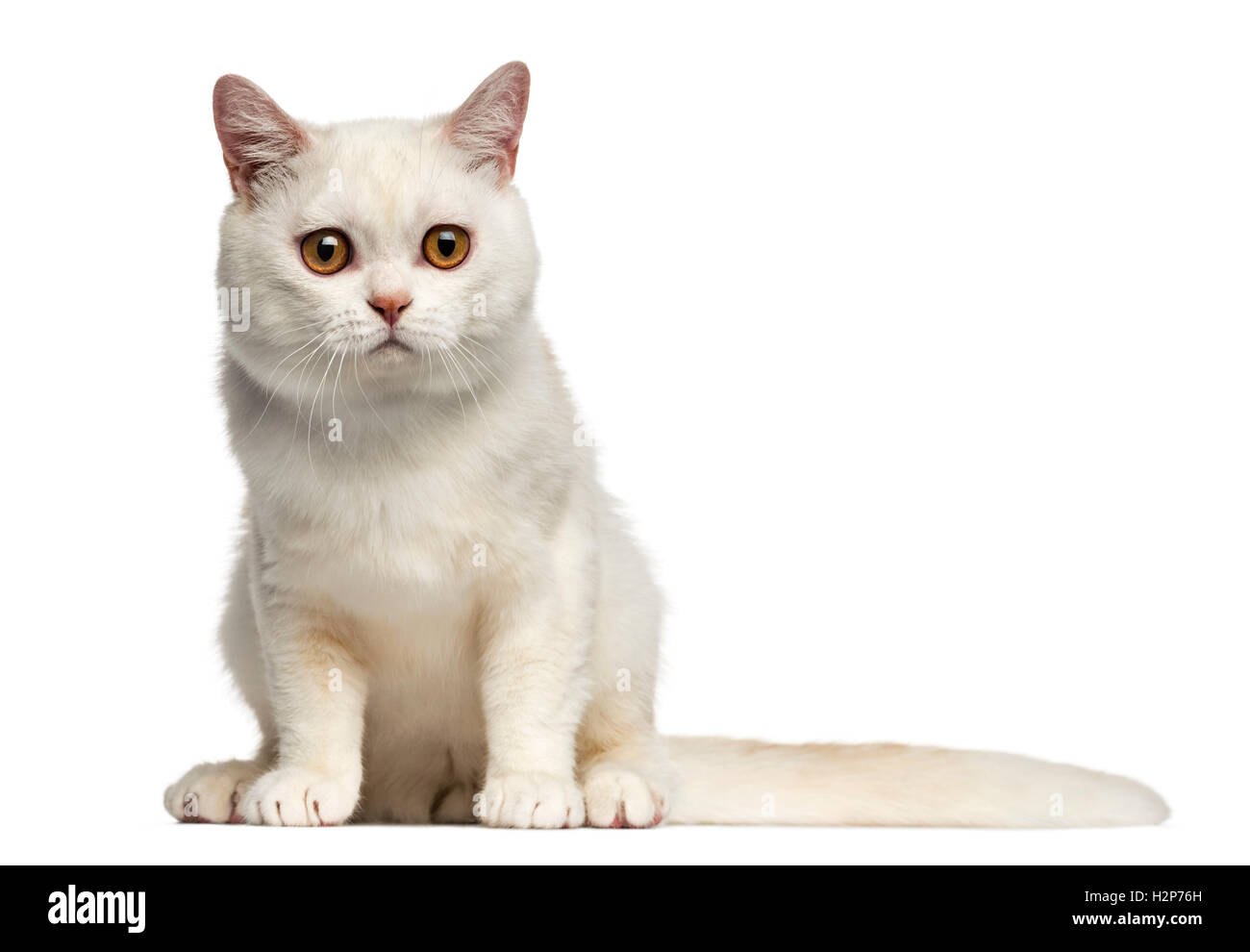 Front view of a British Shorthair cat sitting isolated on white Stock ...