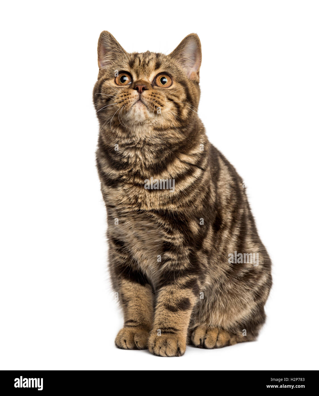 Front view of a British Shorthair cat sitting and looking up isolated ...