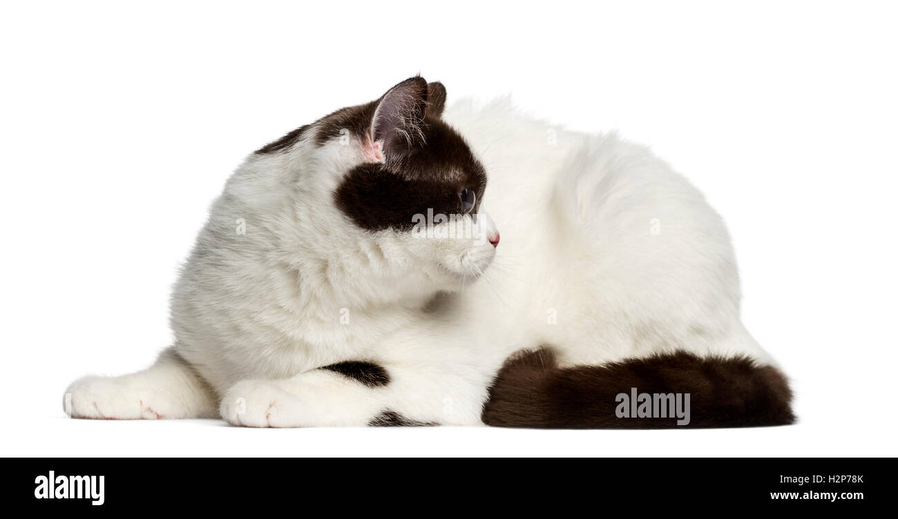 Back side view british Cut Out Stock Images & Pictures - Alamy