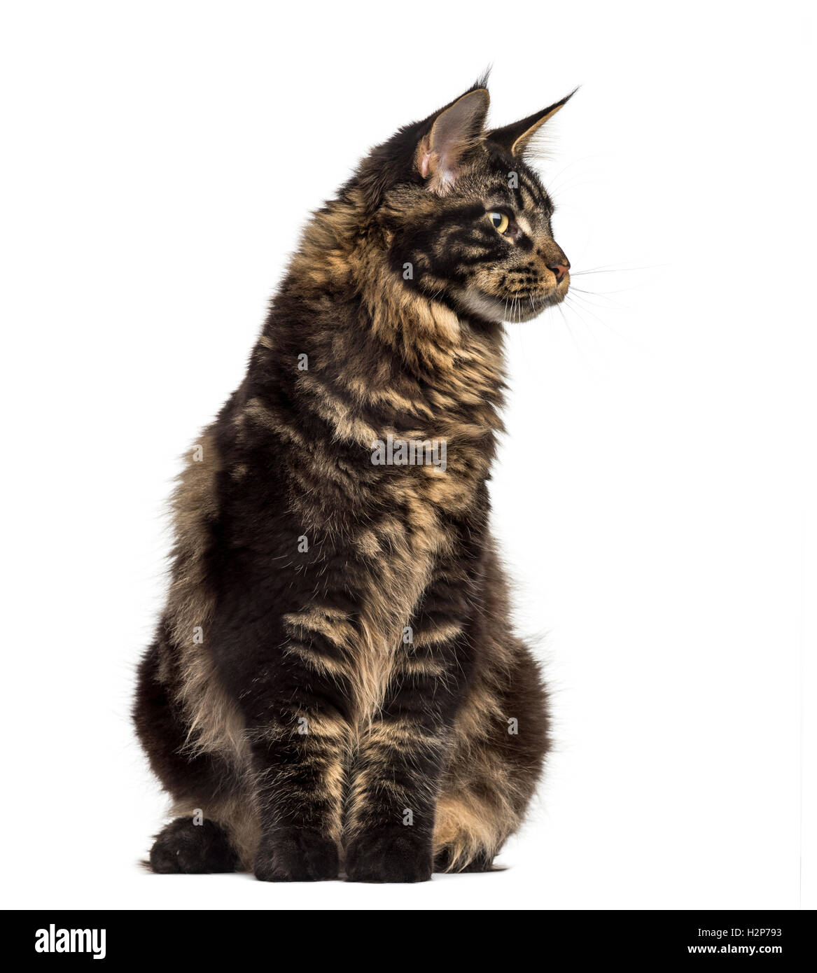 Front view of a Maine Coon cat sitting and looking away isolated on ...