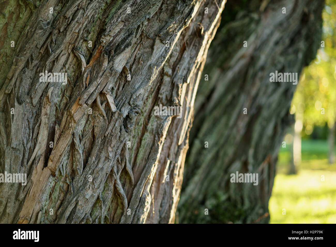 old willow tree trunk close up Stock Photo - Alamy