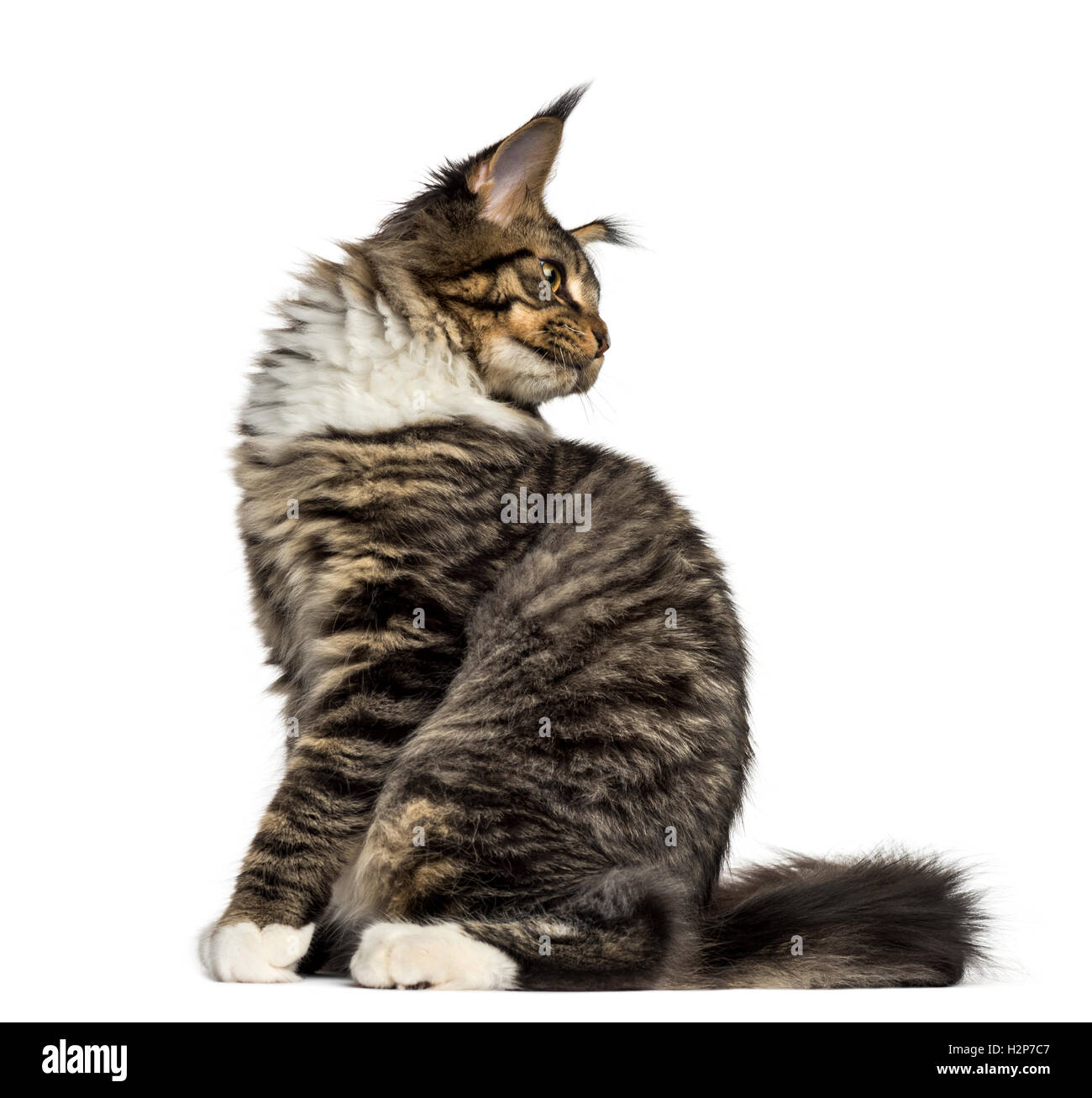 Cat Sitting Down Back View