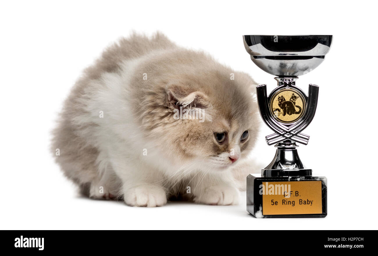 Young Highland Fold kitten with a trophy looking down isolated on white ...