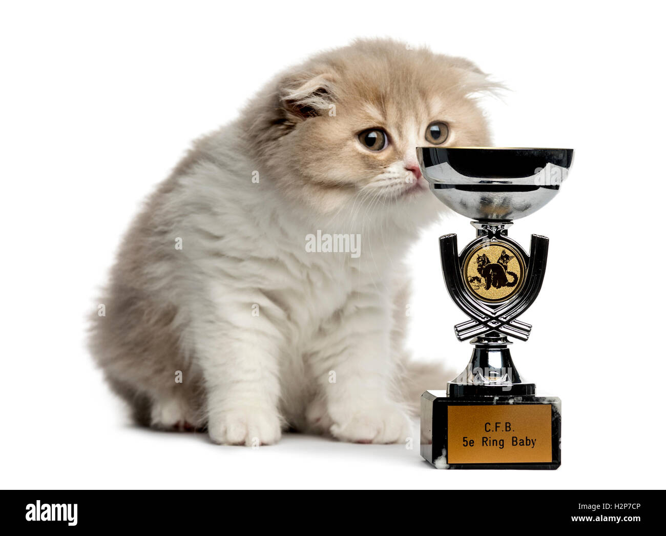 Young Highland Fold kitten smelling a trophy and isolated on white ...