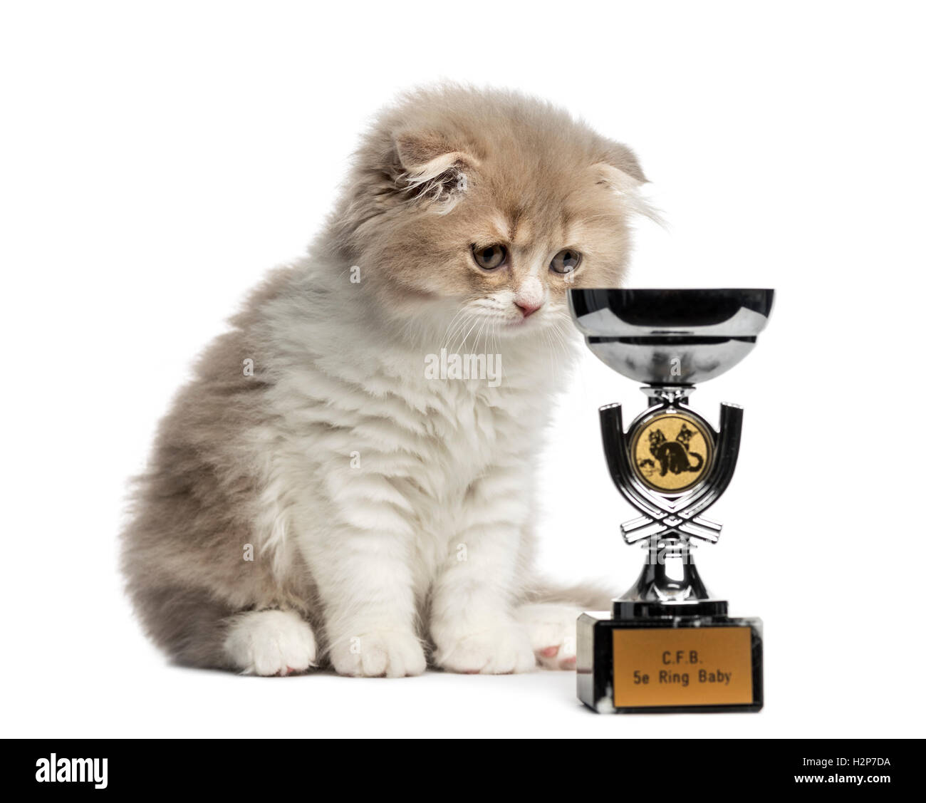 Young Highland Fold kitten with a trophy, looking down isolated on ...