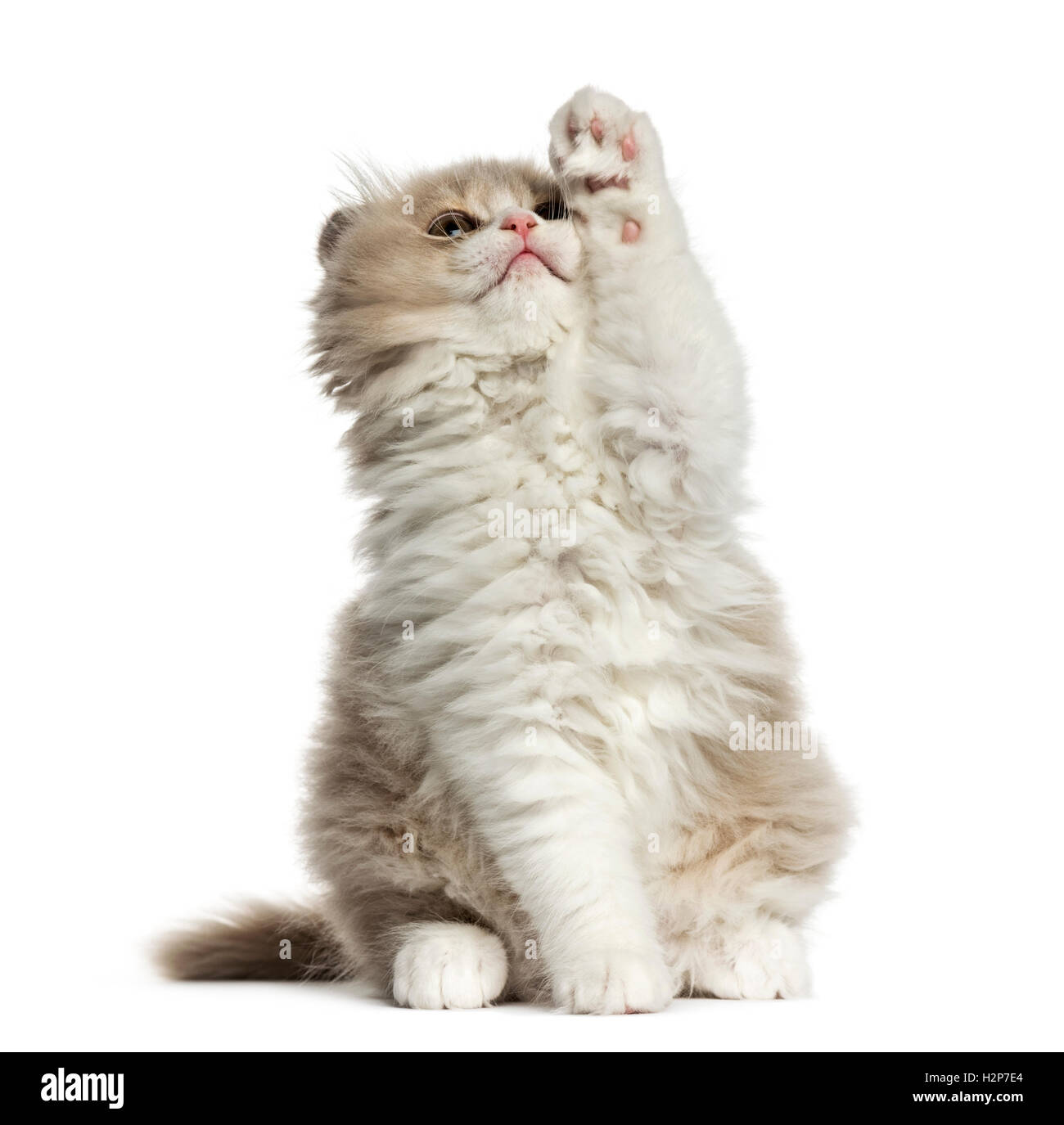 Young Highland Fold kitten pawing up isolated on white Stock Photo - Alamy