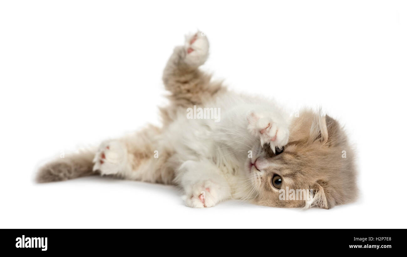 Young Highland Fold kitten lying on his side and pawing up isolated on ...