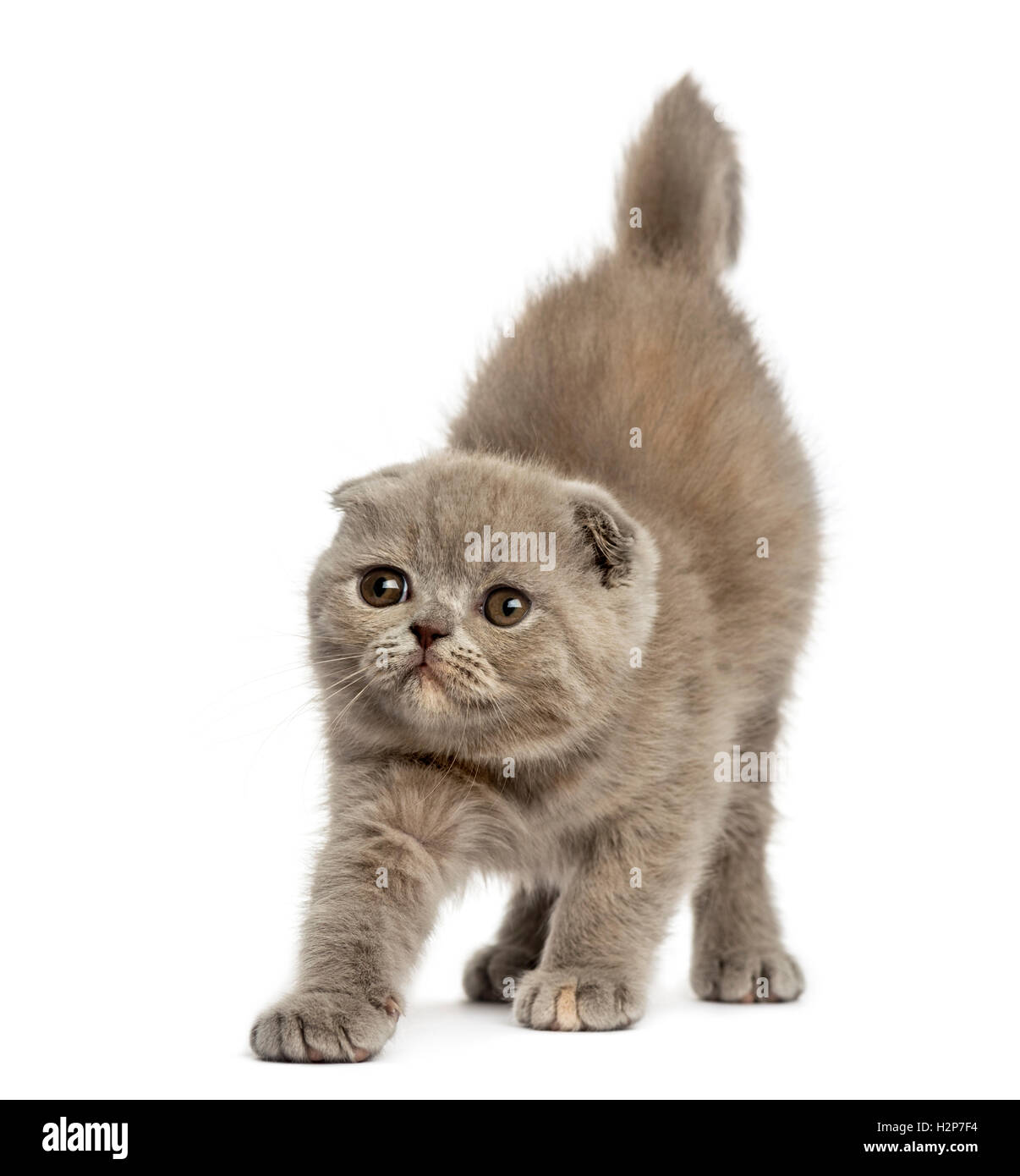 Front view of a young Foldex kitten stretching isolated on white Stock ...