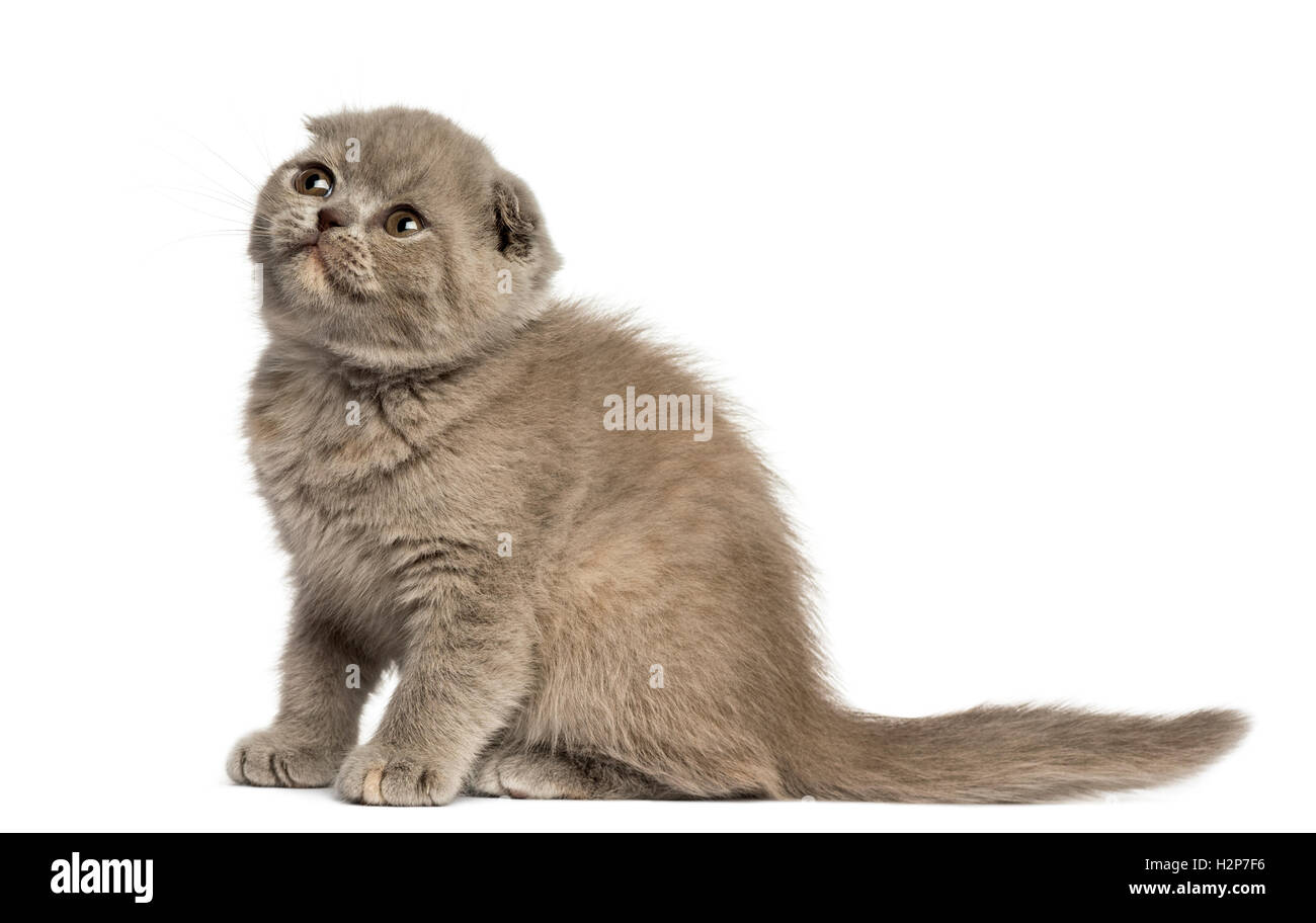 Foldex cat hi-res stock photography and images - Alamy