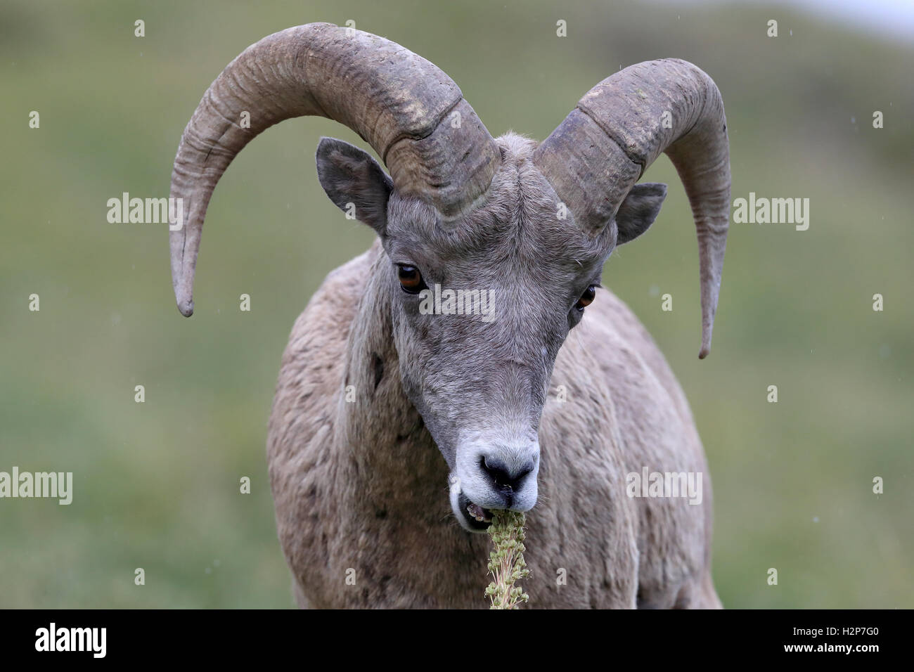 Bighorn Sheep Glacier National Park Montana USA Stock Photo - Alamy