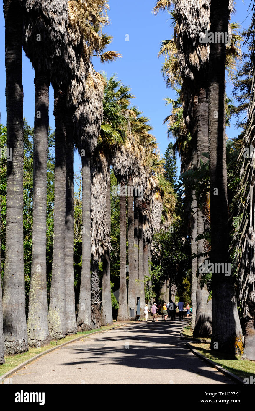Washingtonia filifera palm tree hi-res stock photography and images - Alamy