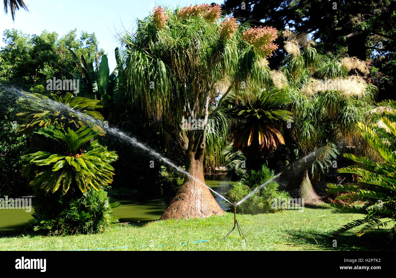 Elephants foot tree, Nolina recurvata, Jardim Botanico Garden, Tropical ...
