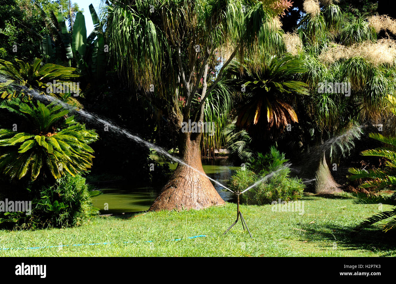 Elephants foot tree, Nolina recurvata, Jardim Botanico Garden, Tropical ...
