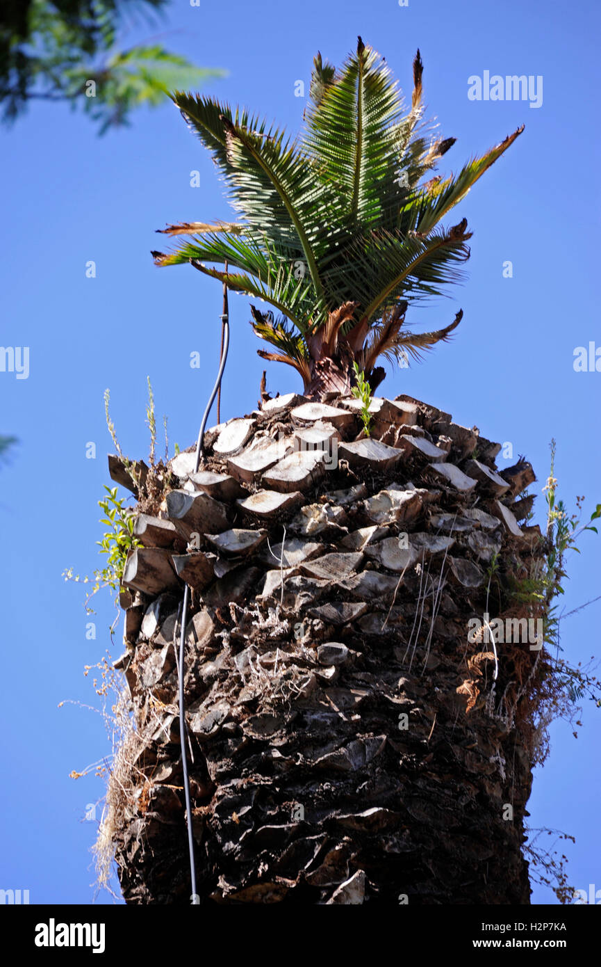Palm tree sprinkle, Jardim Botanico Garden, Tropical Botanic Garden ...
