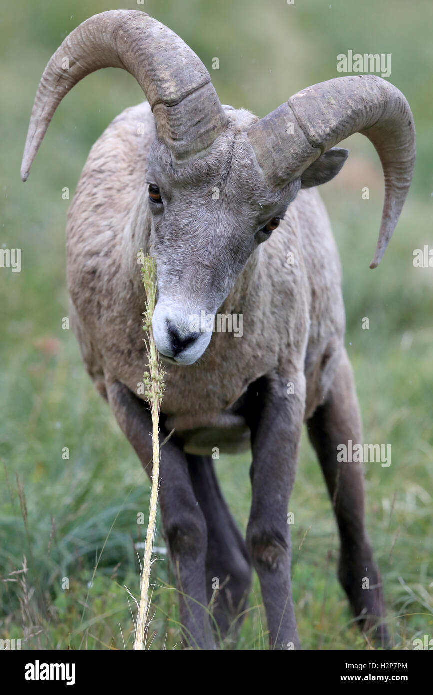Bighorn Sheep Glacier National Park Montana USA Stock Photo - Alamy