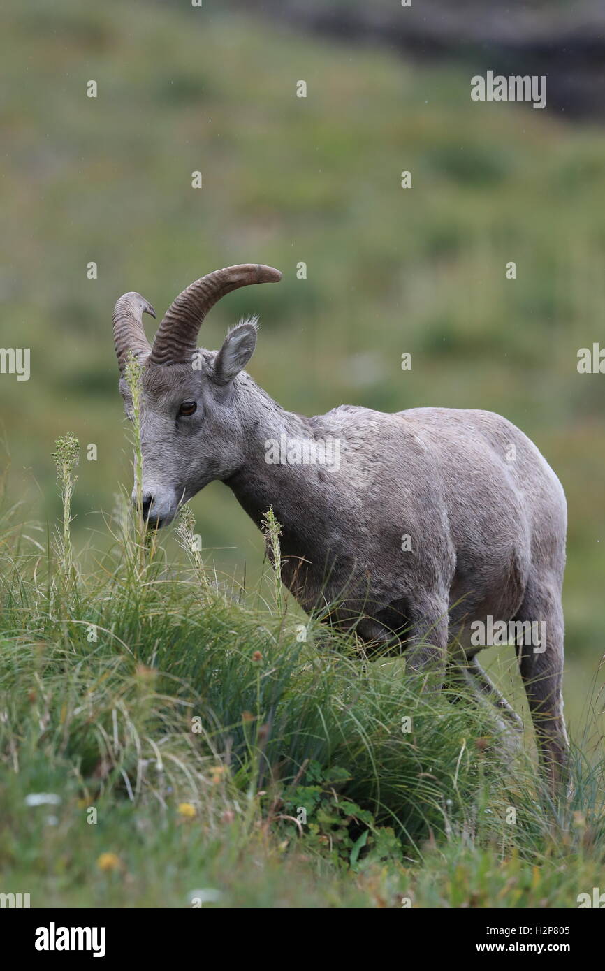 Bighorn Sheep Glacier National Park Montana USA Stock Photo - Alamy