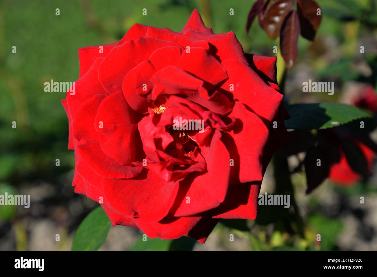 Geneva (Switzerland) - A rose at La Grange Park Stock Photo - Alamy