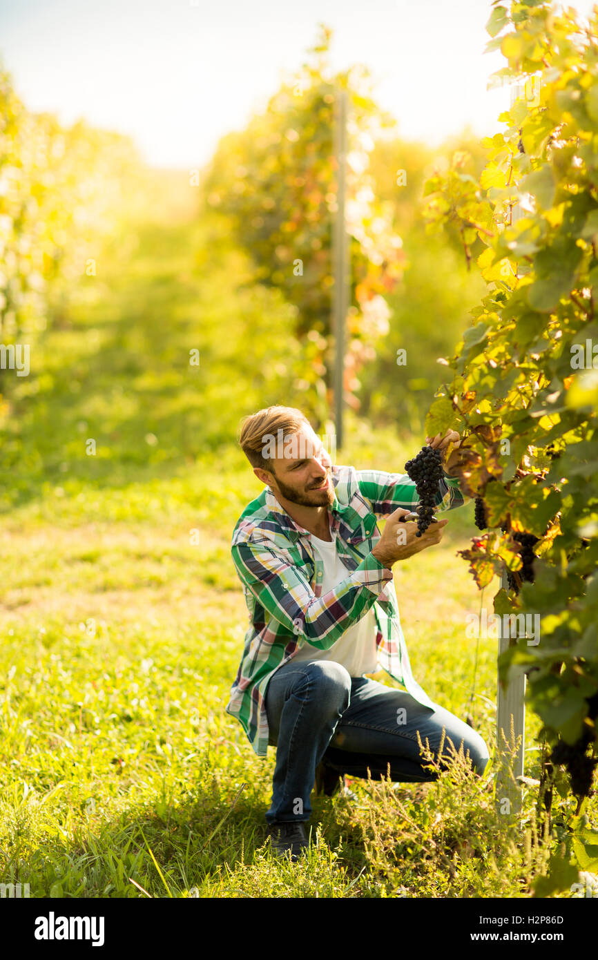 Harvester cutting bunch of grapes in vineyard rows Stock Photo - Alamy