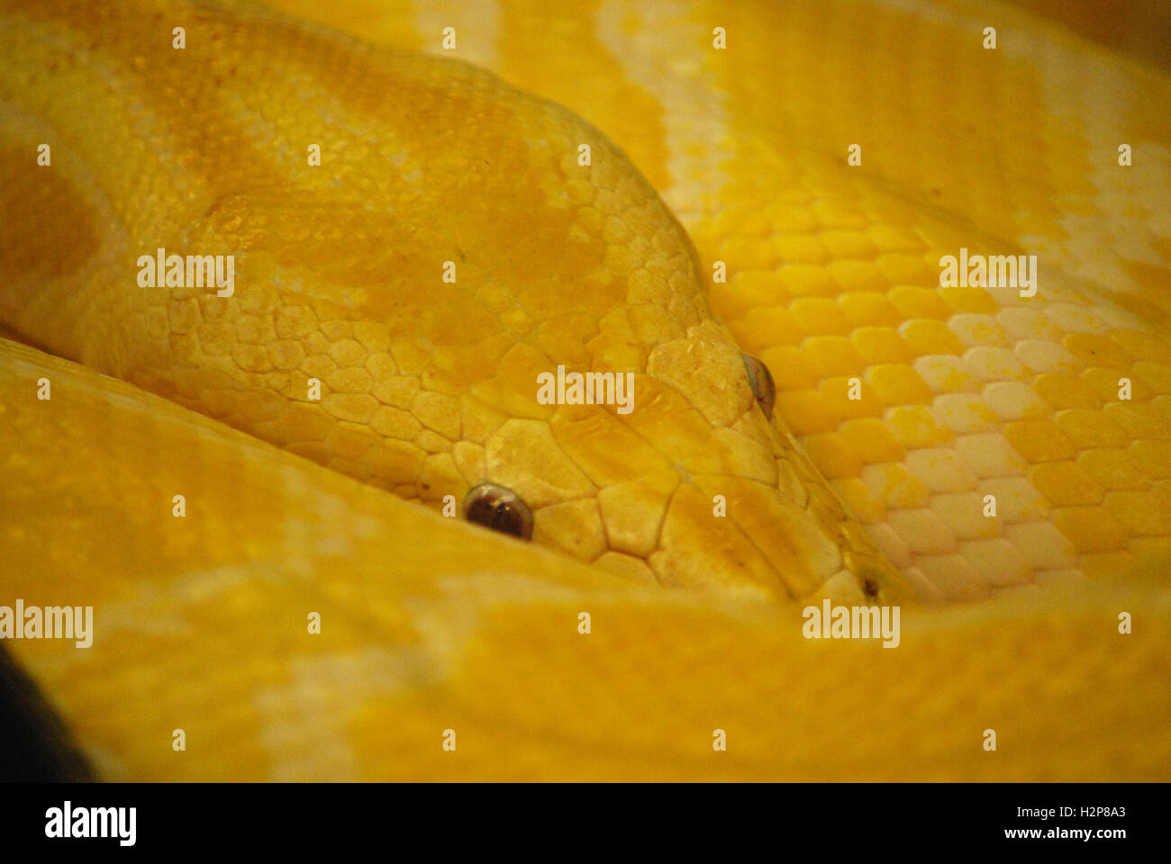 Scaley patterns in the skin of a Burmese python snake Stock Photo - Alamy