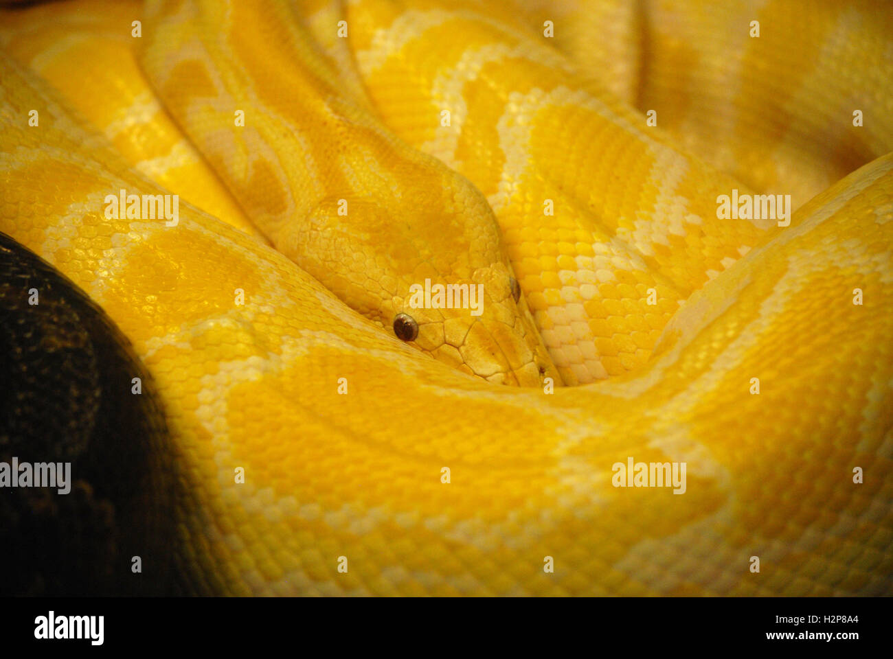 Non venmous snake hi-res stock photography and images - Alamy