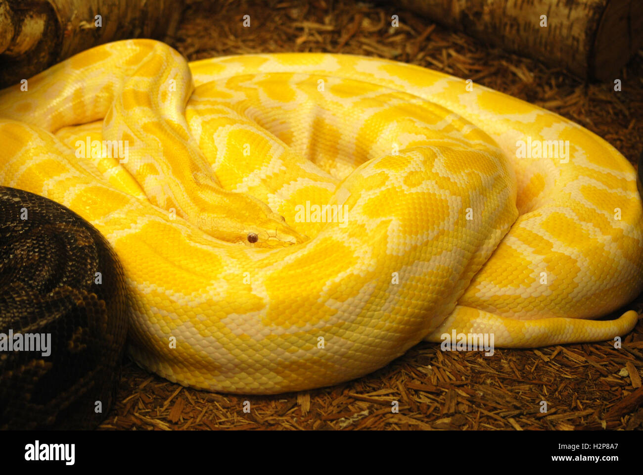 Big Albino Burmese Python