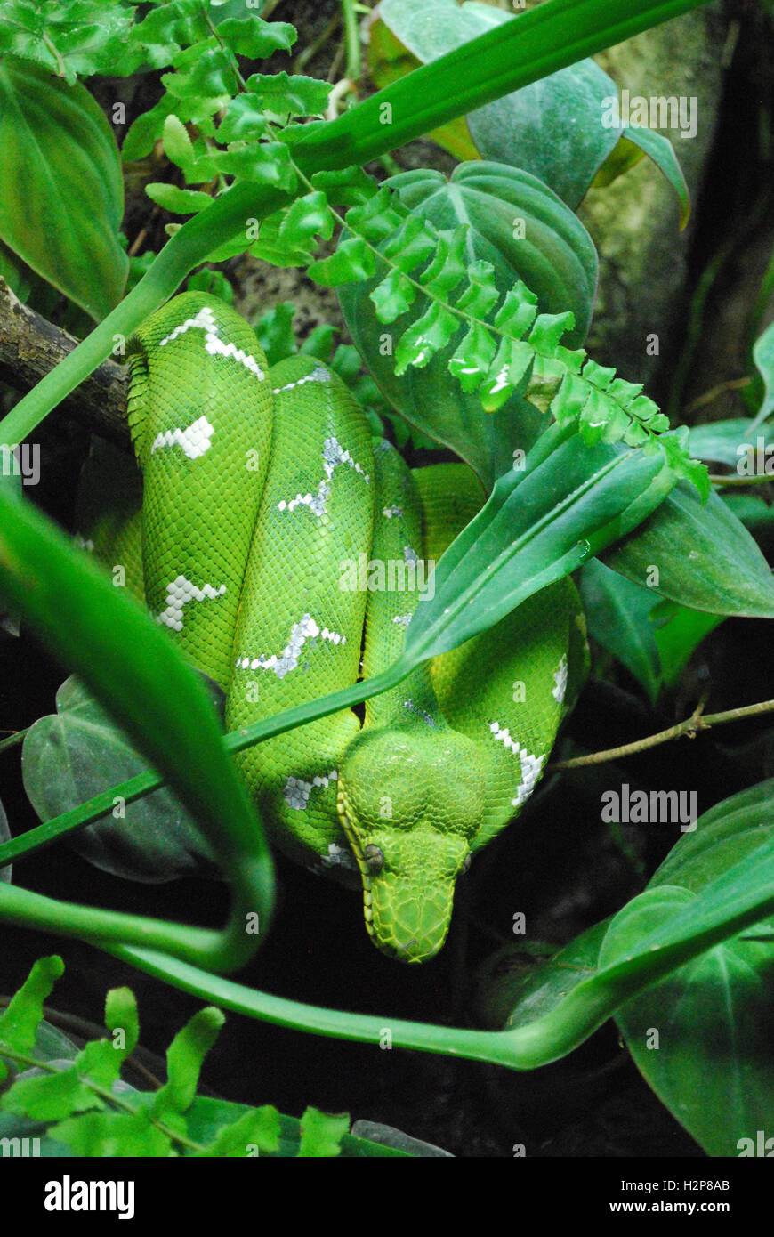 Emerald tree boa constrictor hanging coiled in a tree Stock Photo - Alamy