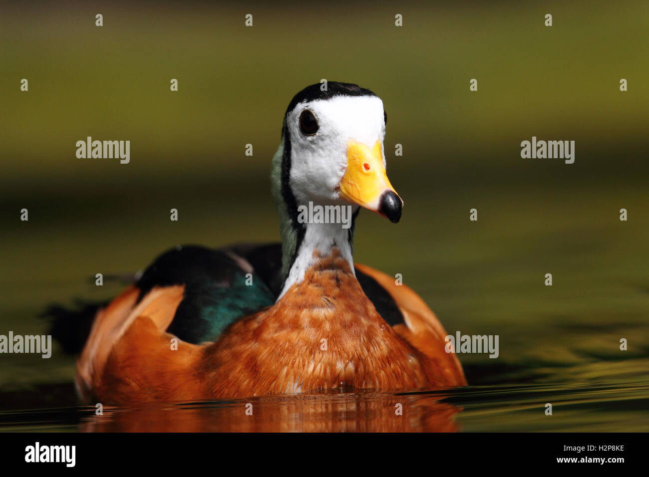 Juvenile mandarin duck hi-res stock photography and images - Alamy