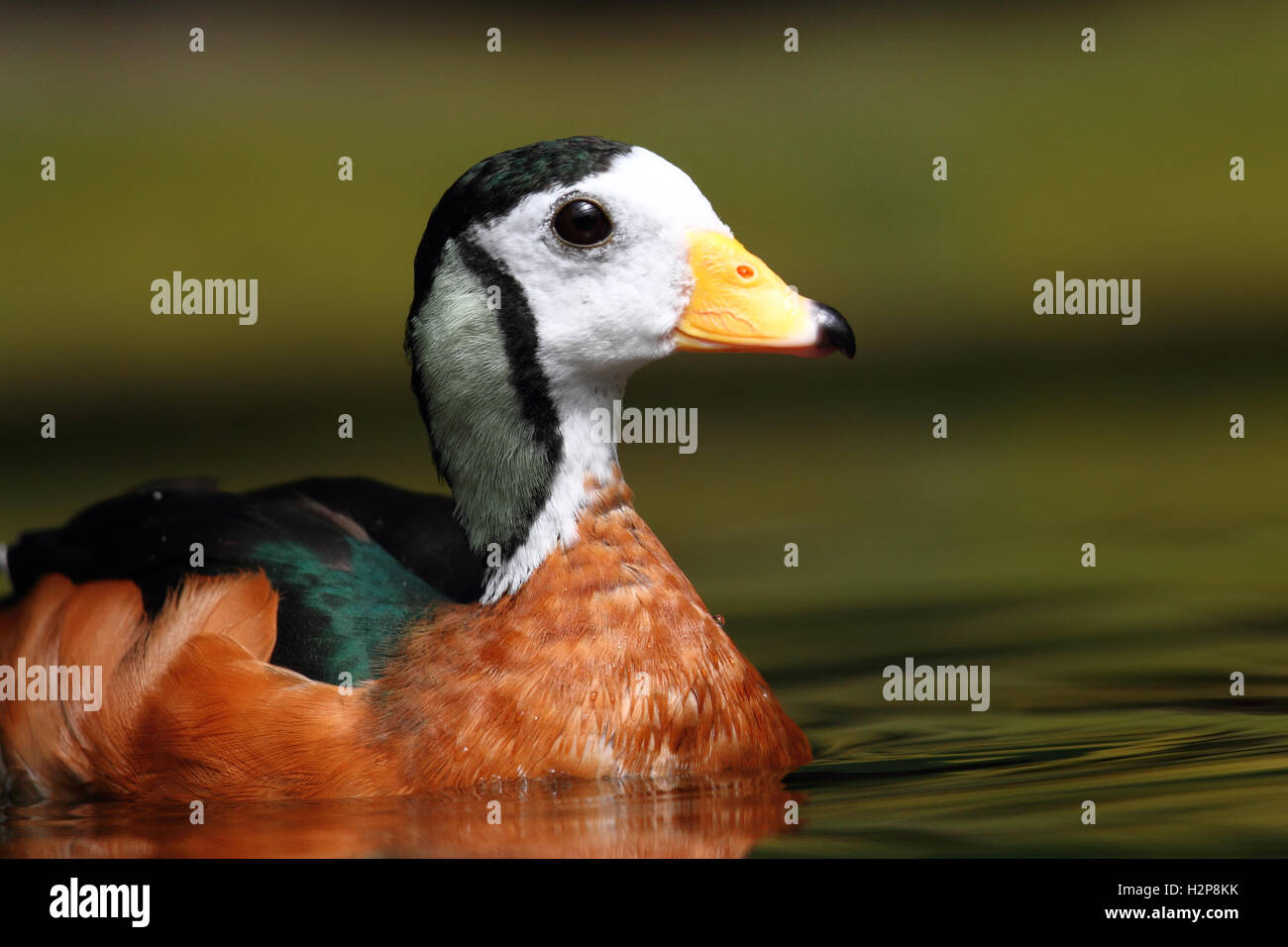 African Pygmy Goose (Nettapus auritus Stock Photo - Alamy