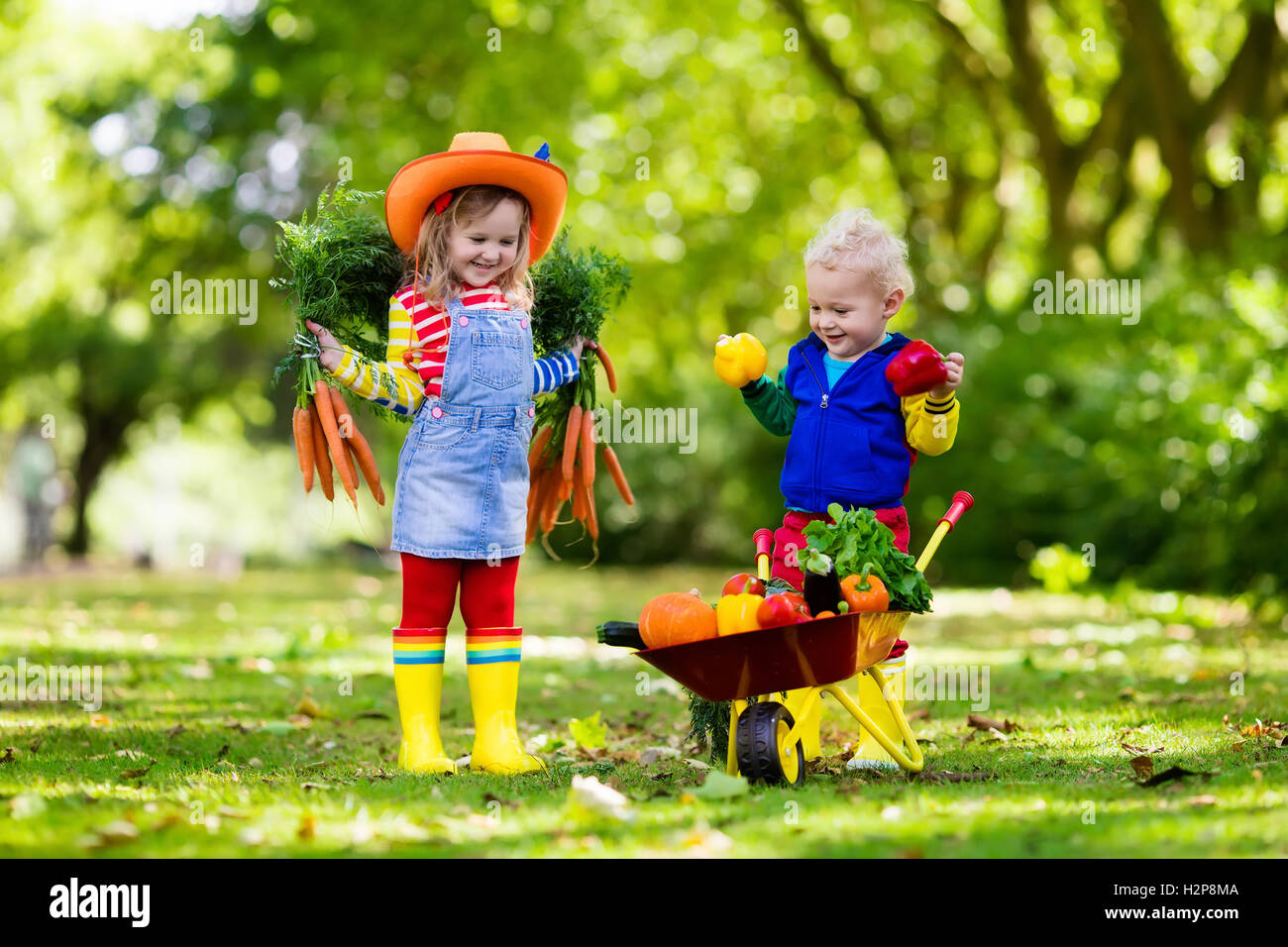 Two children picking fresh vegetables on organic bio farm. Kids ...