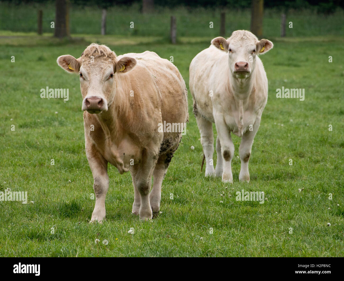 Caws High Resolution Stock Photography and Images - Alamy