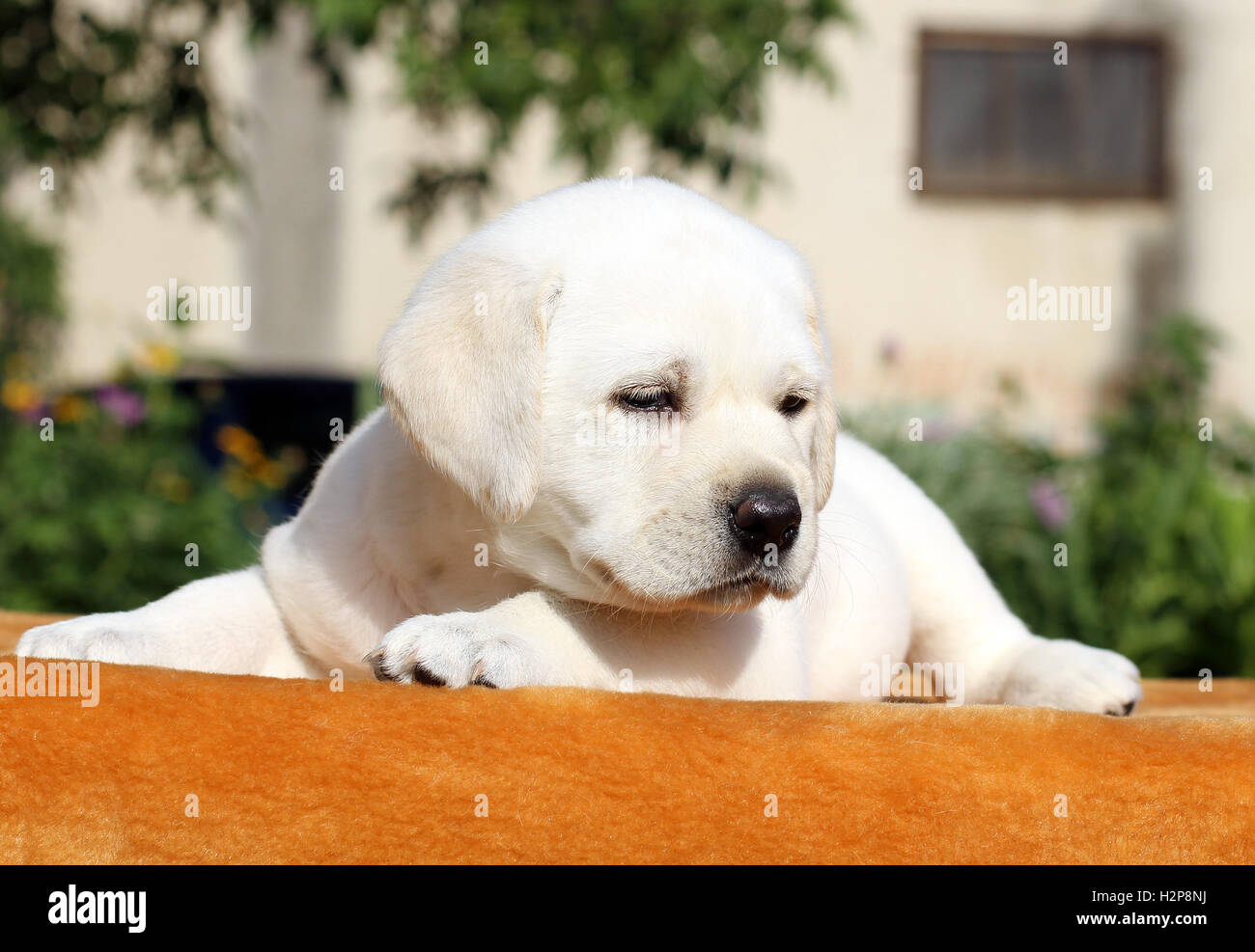 the little yellow labrador puppy sitting on orange background Stock ...