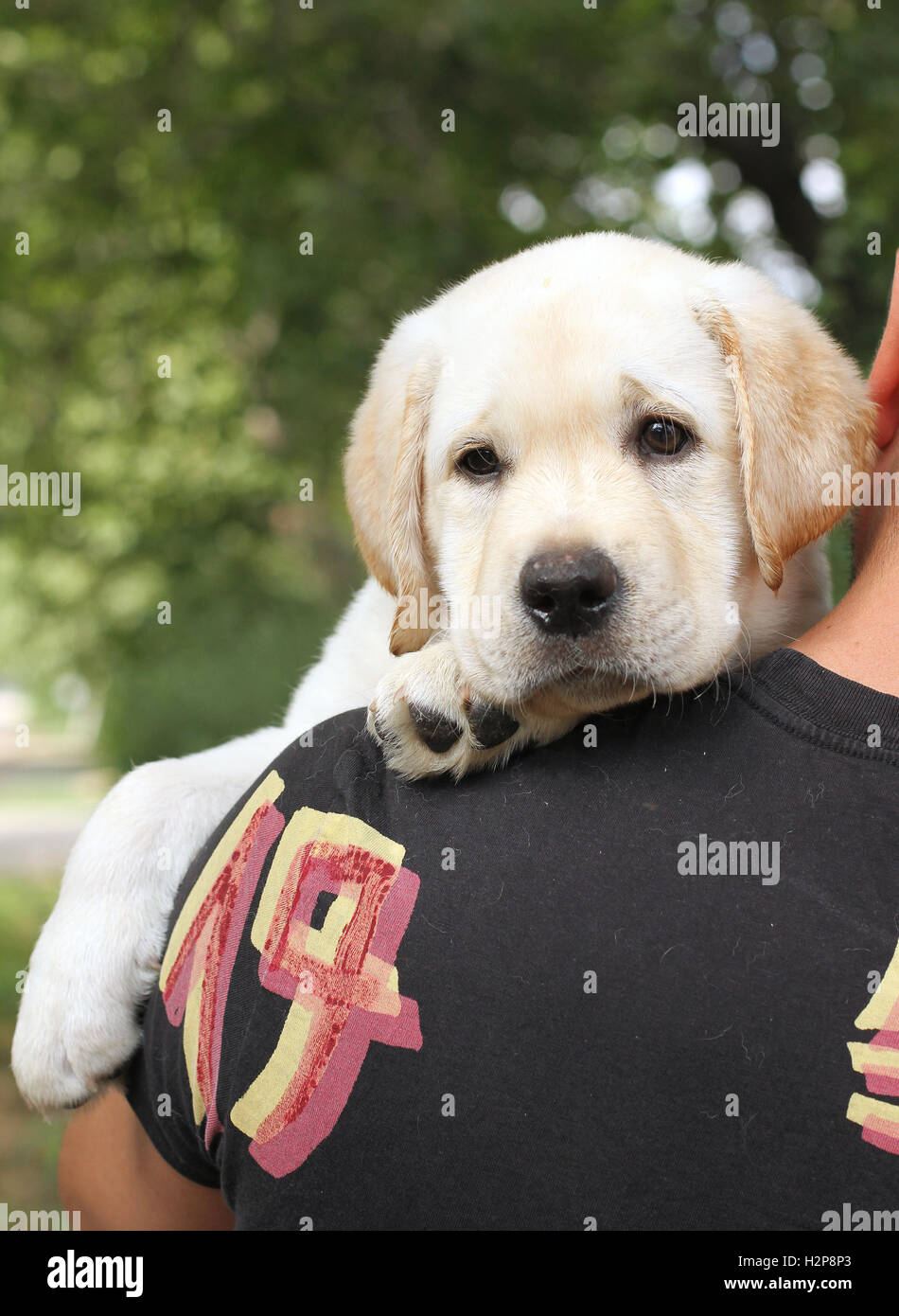 little yellow labrador puppy a shoulder of a man Stock Photo - Alamy