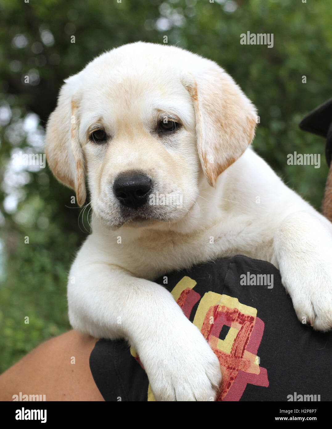 a cute little yellow labrador puppy a shoulder of a man Stock Photo - Alamy