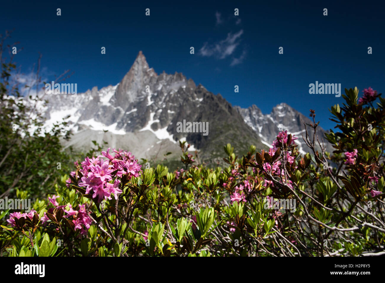 Alpenrose in chamonix hi-res stock photography and images - Alamy