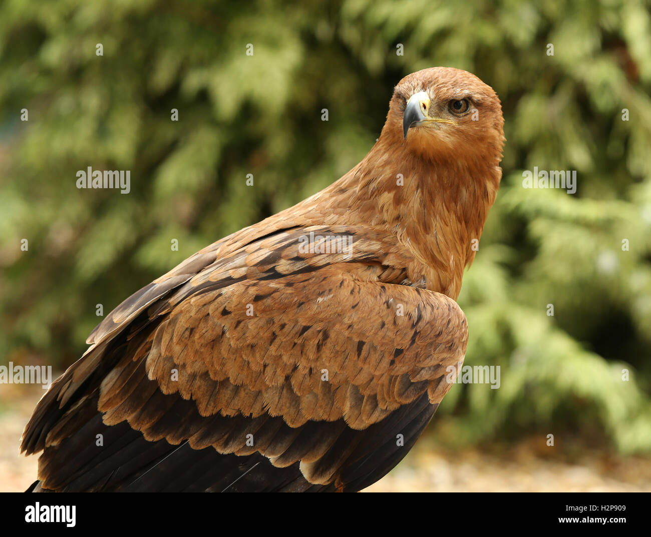 Portrait of a Tawny Eagle Stock Photo - Alamy
