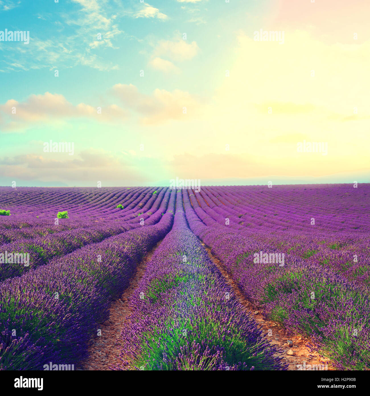 Blooming Lavender field Stock Photo - Alamy