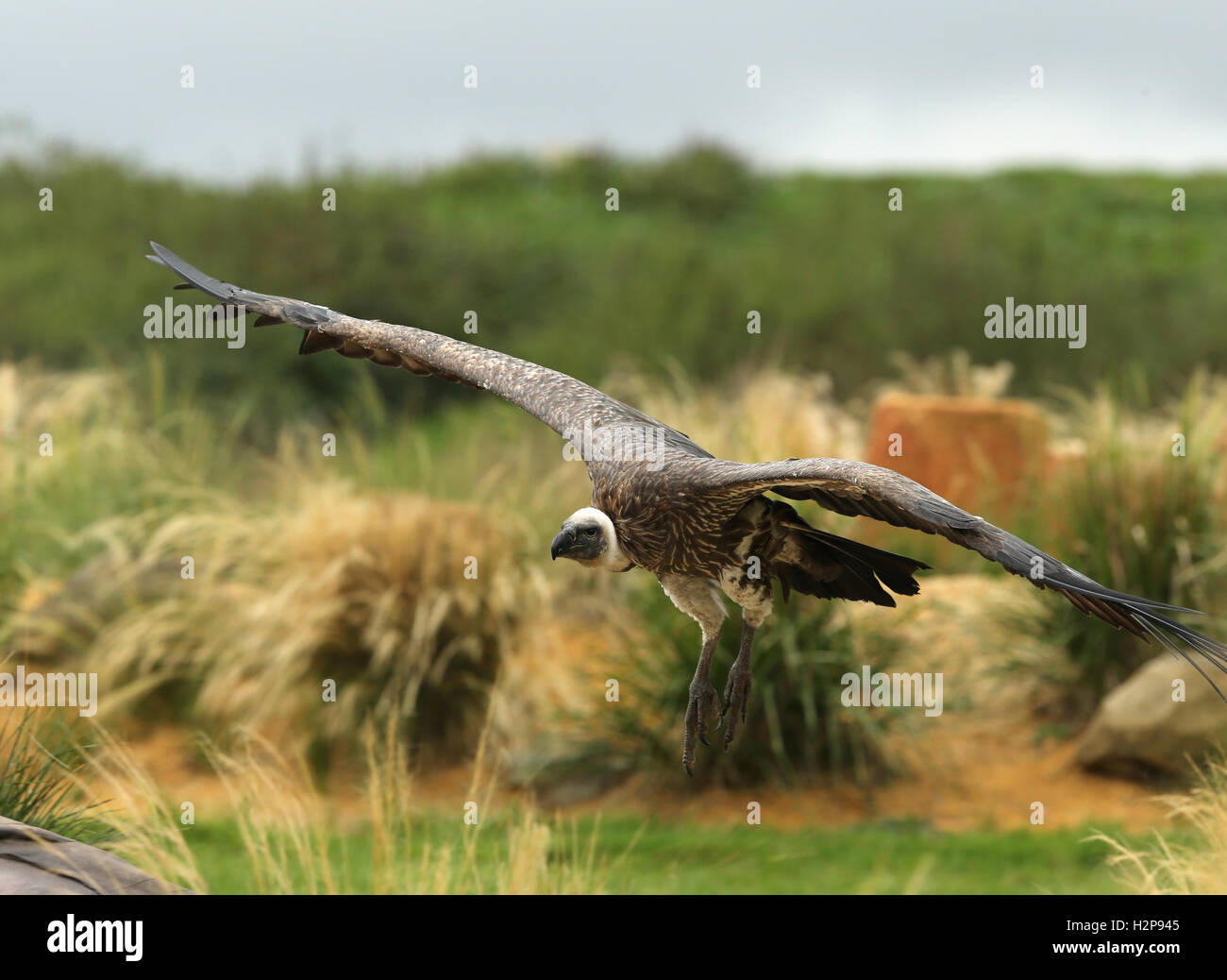 Vulture in flight hi-res stock photography and images - Alamy