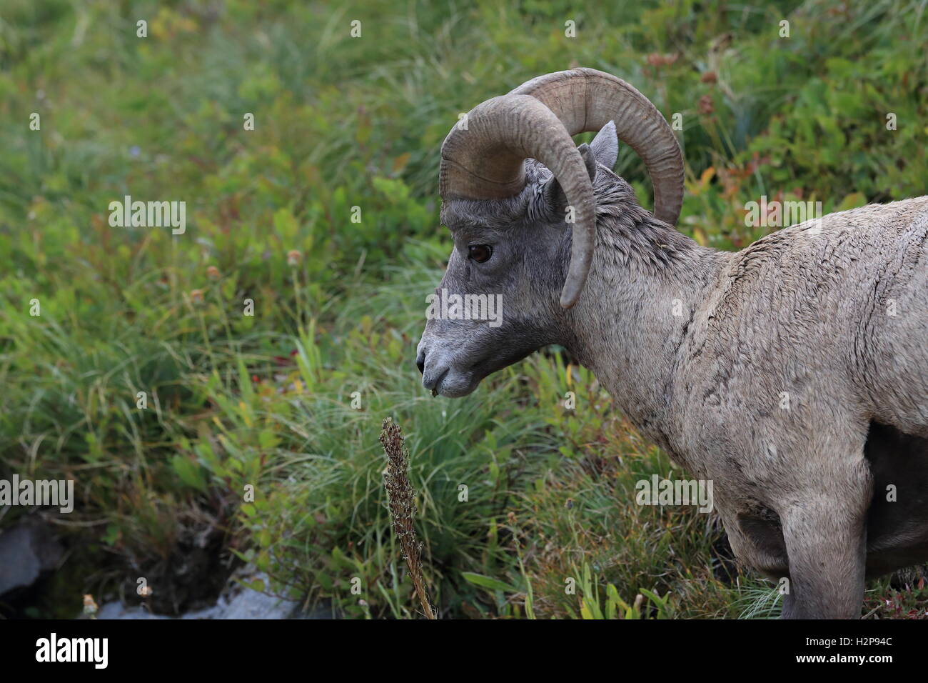 Bighorn Sheep Glacier National Park Montana USA Stock Photo - Alamy