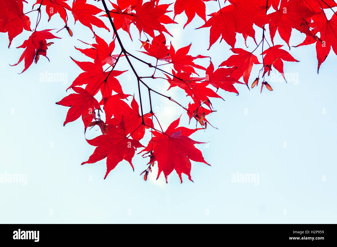 red maple leaves Stock Photo - Alamy