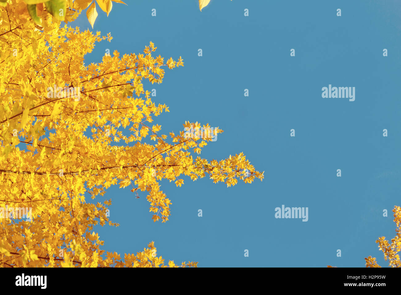 Vibrant fall foliage Stock Photo - Alamy